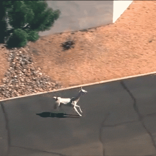 Runllamarun GIFs - Get the best GIF on GIPHY