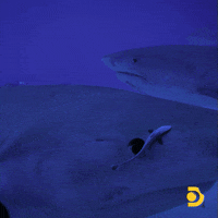 Shark Gif