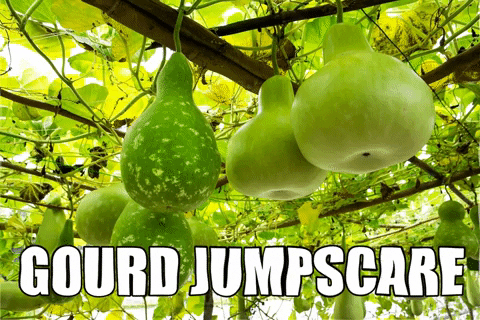 Gourde GIFs - Get the best GIF on GIPHY