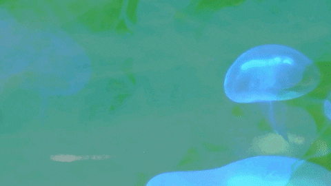 Medusa Visual GIFs - Get the best GIF on GIPHY