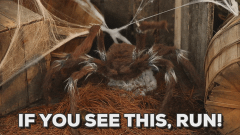 Jumping Spider GIF by Spirit Halloween - Find & Share on GIPHY
