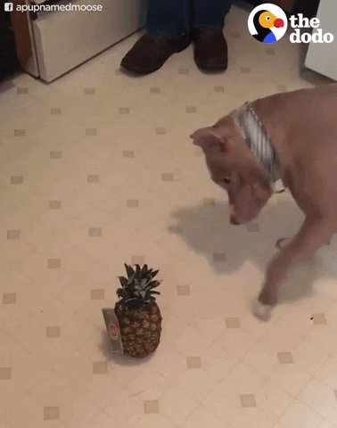 Freak Out Dog GIF by The Dodo - Find & Share on GIPHY
