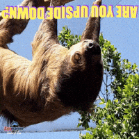Seb the sloth by Zoomarine Algarve | GIPHY