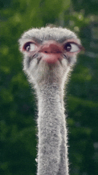 Ostrich Animated Gif