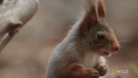 Red Squirrel GIF by Nat Geo Wild - Find & Share on GIPHY