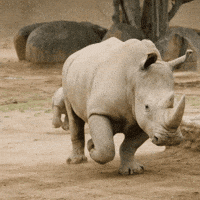 Rhino Charging Gif
