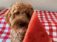 Snacktime GIFs - Get the best GIF on GIPHY