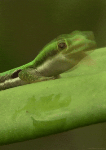 Gecko-lizard GIFs - Get the best GIF on GIPHY
