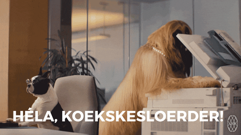 Dogs Office GIF by Jules Destrooper Biscuiterie - Find & Share on GIPHY
