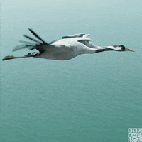 Parrot Flying Gif