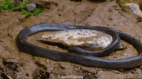 Snake Eating Snake Gif