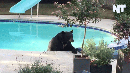 Animals In The Pool GIFs - Find & Share on GIPHY