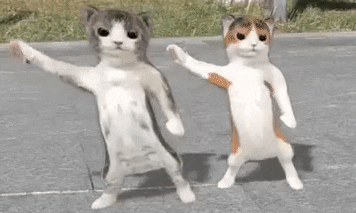 Funny Dancing Cat Gif