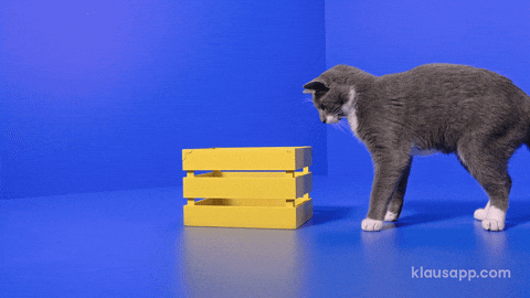 Surprise Box GIFs - Get the best GIF on GIPHY