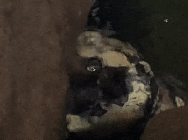 Turtle Omg GIF by California Academy of Sciences - Find & Share on GIPHY
