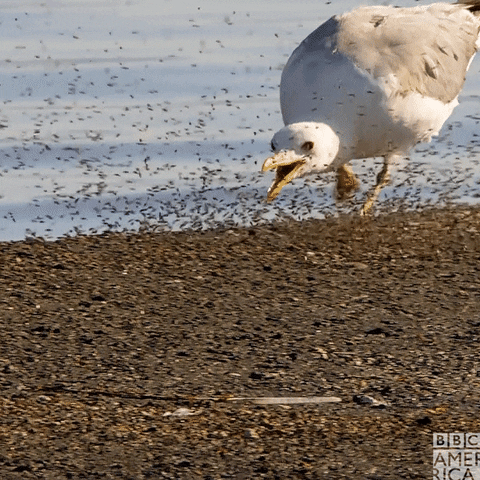 Hungry David Tennant GIF by BBC America - Find & Share on GIPHY