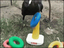 Jackdaw GIFs - Get the best GIF on GIPHY