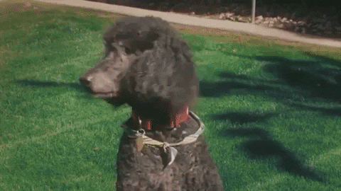 Palm Springs Poodle GIF by EMPIRE - Find & Share on GIPHY