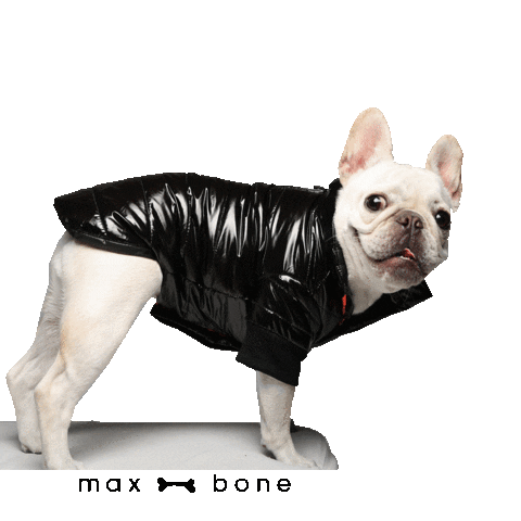 max-bone GIFs on GIPHY - Be Animated