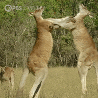 Jumping Kangaroo Gif