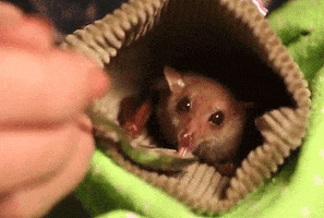 Bat GIFs - Find & Share on GIPHY
