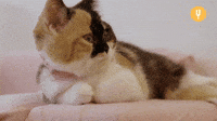 Sleepy Cat Falls Over Gif