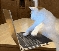 Cat Slepy On Computer Gifs