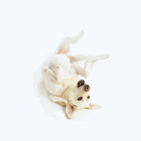 Hond Studeert Gif Hondje GIFs Find & Share On GIPHY