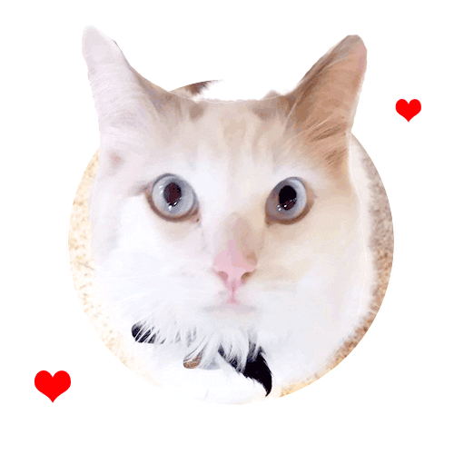 Larry The Cat Stickers - Find & Share on GIPHY