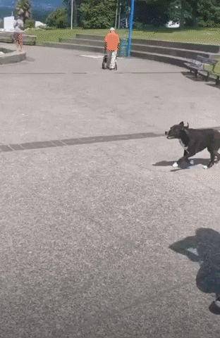 Anxious Dog GIFs - Get the best GIF on GIPHY