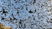 Locust Swarm Gif