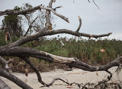 Dead Tree GIFs - Get the best GIF on GIPHY