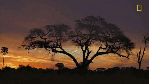 Nat Geo Savage Kingdom GIF by National Geographic Channel - Find ...