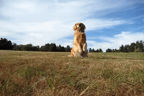 Roll Over Golden Retriever GIF - Find & Share on GIPHY