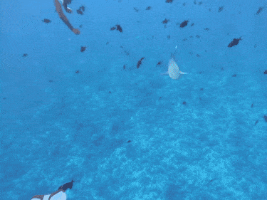 Bora Bora GIFs - Find & Share on GIPHY