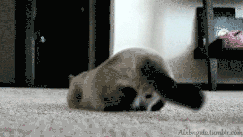 Cat Tumblr Gif