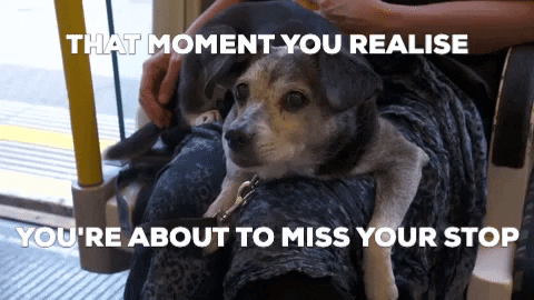 Realises GIFs - Get the best GIF on GIPHY