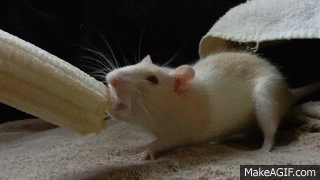 Rat GIF - Find & Share on GIPHY