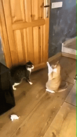 Funny Cat Fail Gifs