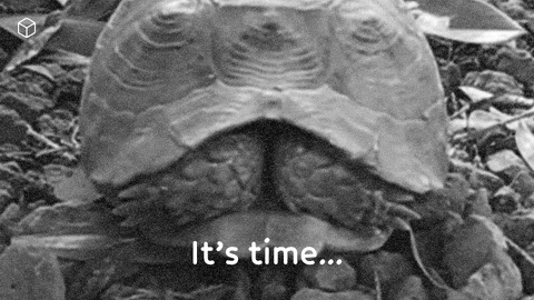 Its Time Turtle GIF by BoxMedia - Find & Share on GIPHY