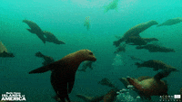 Baby Sea Lion Gif