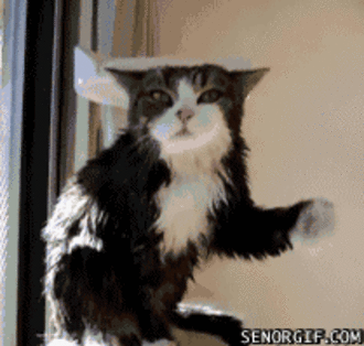 Cat Shaking Gif By The .GIF - Find & Share on GIPHY