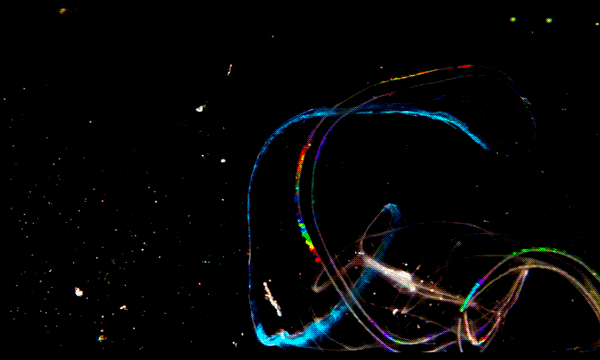 Plankton By Caitlin Burns Find And Share On Giphy