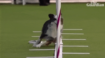 The weird world of dog agility by The Guardian | GIPHY