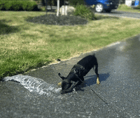 Dogs Drinking Water Gif