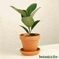 botanica.Bar GIFs on GIPHY - Be Animated