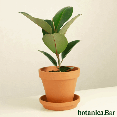 botanica.Bar GIF - Find & Share on GIPHY