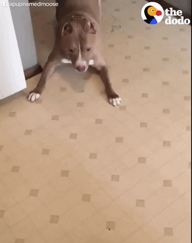 Freaked Out Dog Gif