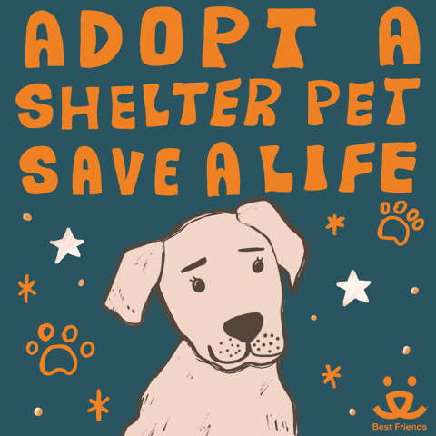 Shelter-pet GIFs - Get the best GIF on GIPHY