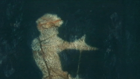 Fire in Your House GIFs - Find & Share on GIPHY